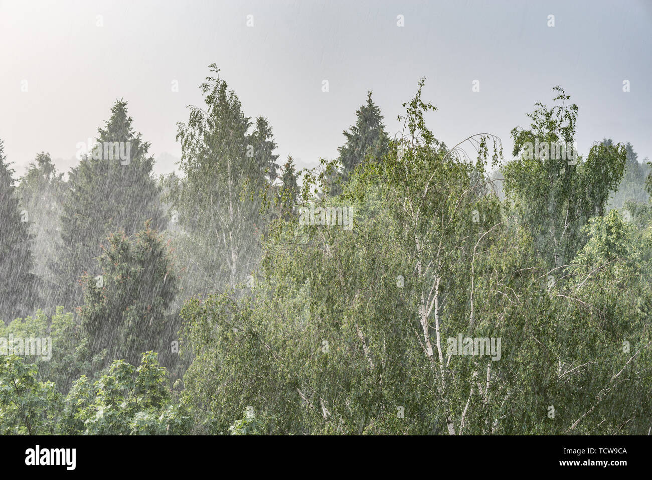 Forest trees under the pouring rain at day time Stock Photo - Alamy