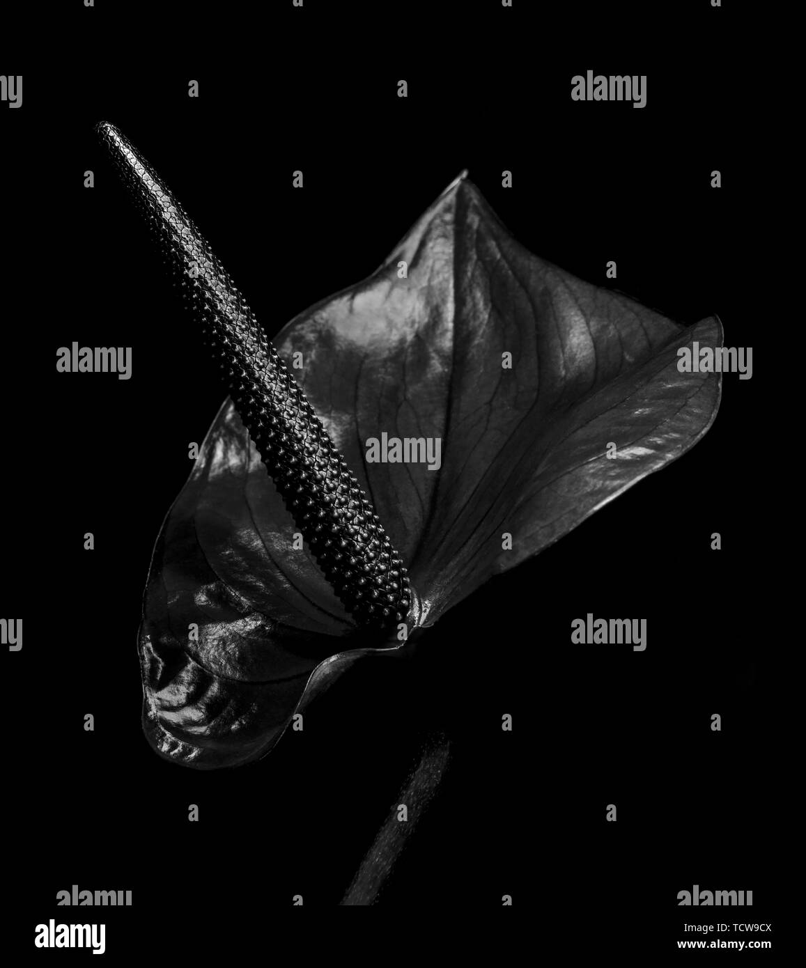 Minimalist violet flower Black and White Stock Photos & Images - Alamy