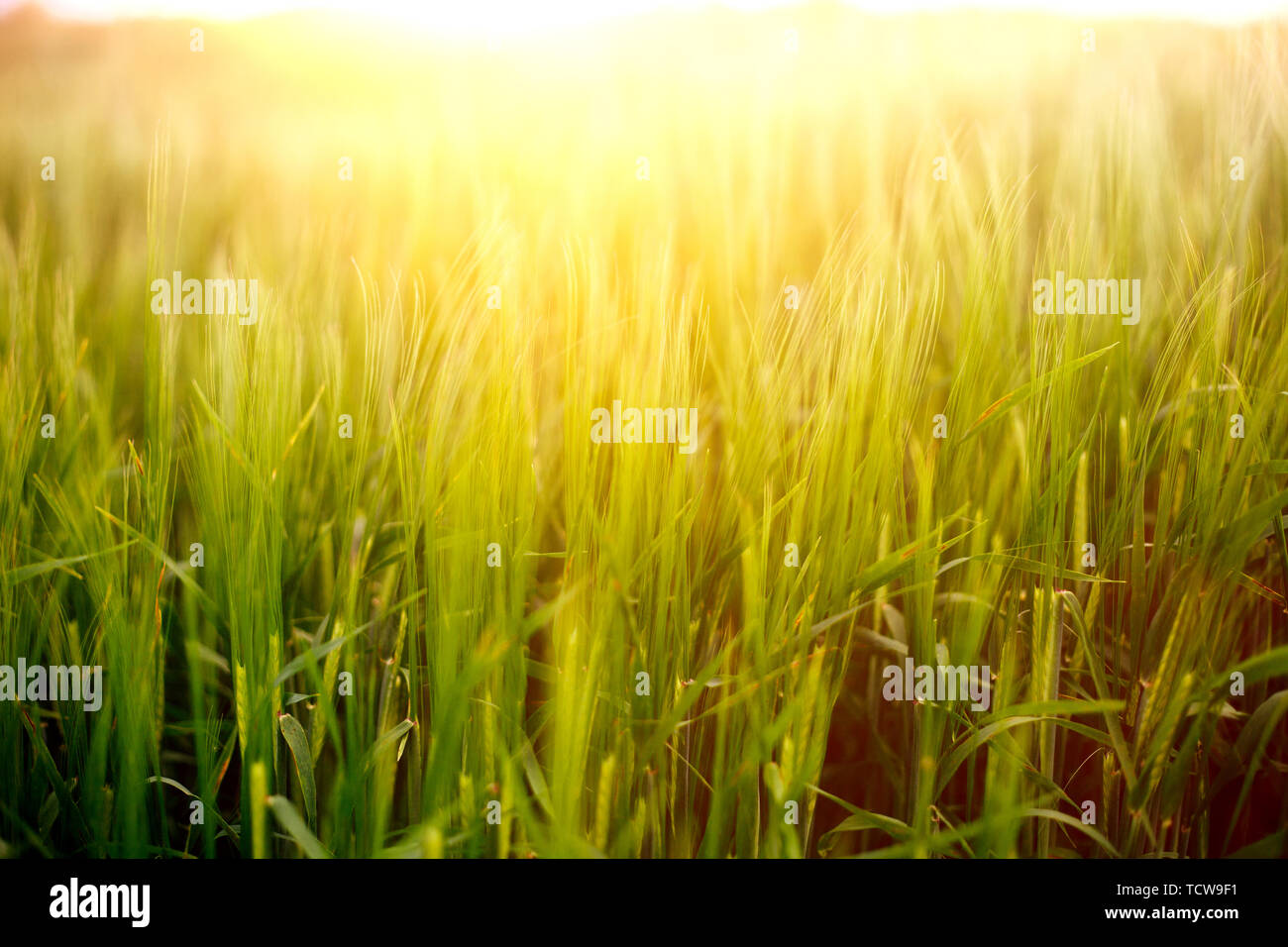 Fresh green grass in the summer field in the warm sunlight background ...
