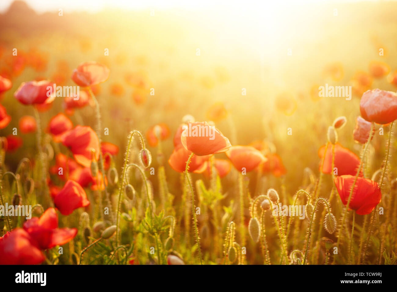 Sunny flower field hi-res stock photography and images - Alamy