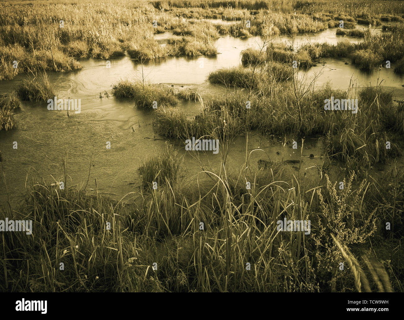 Extremal close up hi-res stock photography and images - Alamy