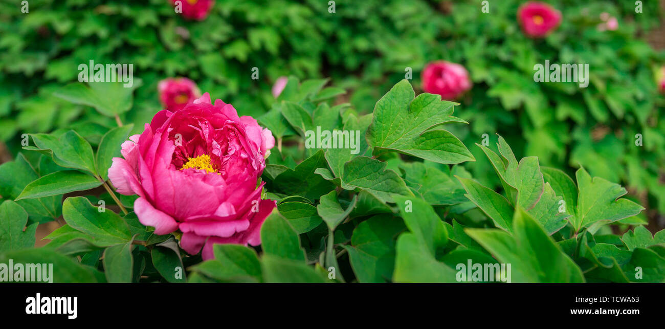 Luoyang peonies and flowers hi-res stock photography and images - Alamy