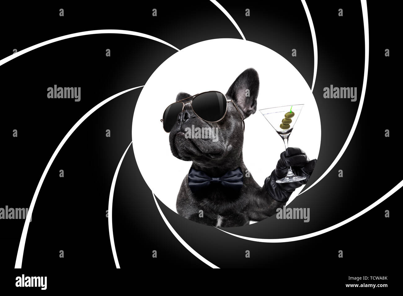 cool drunk french bulldog dog cheering a toast with martini cocktail ...