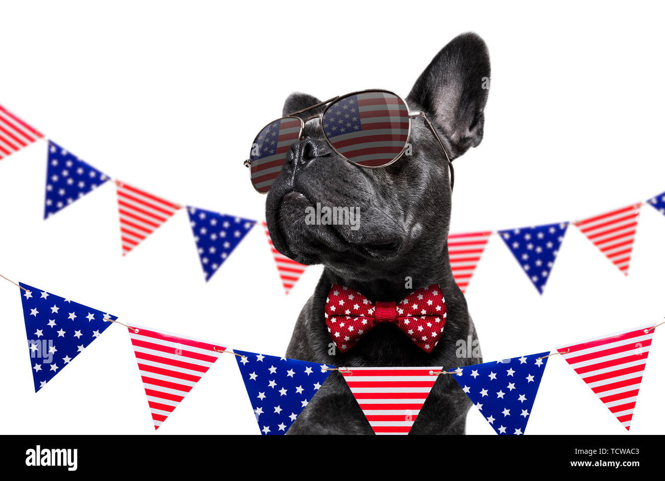 french bulldog waving a flag of usa and victory or peace fingers on ...