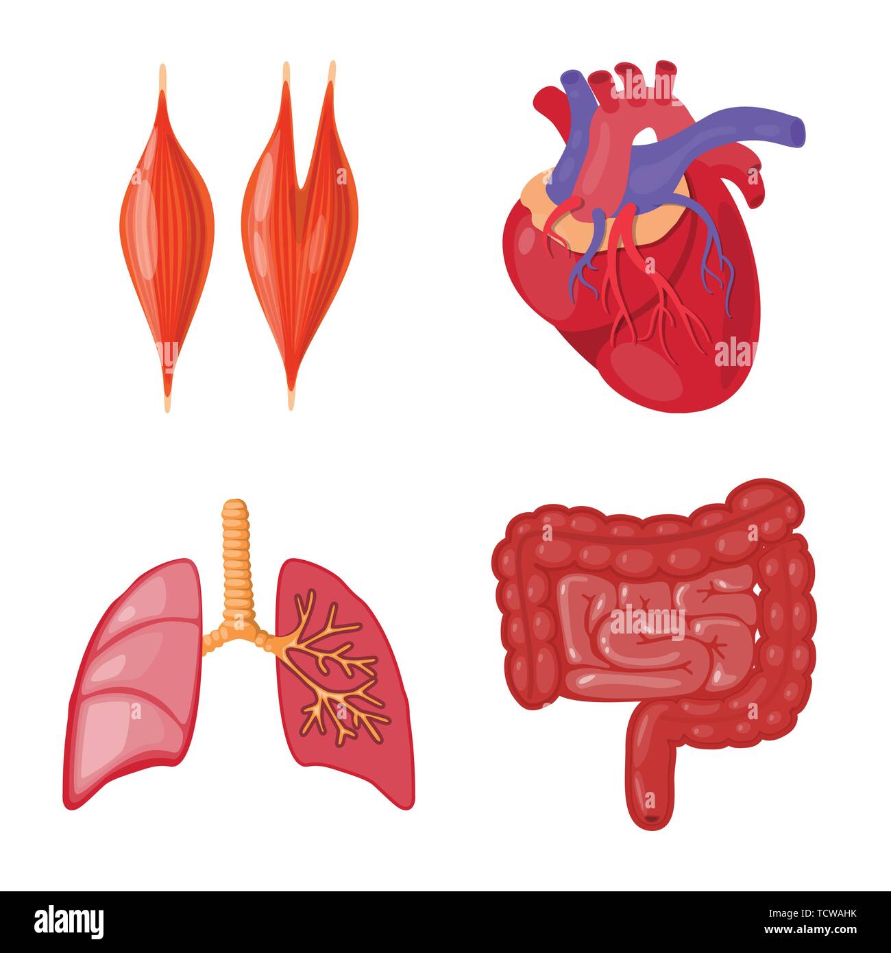 Vector design of anatomy and organ sign. Set of anatomy and medical ...