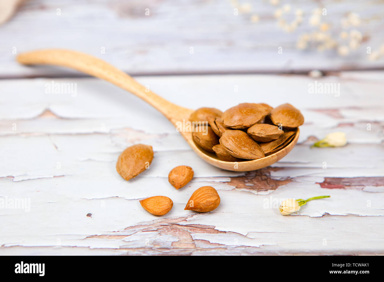 Open little Ginkgo biloba Stock Photo - Alamy