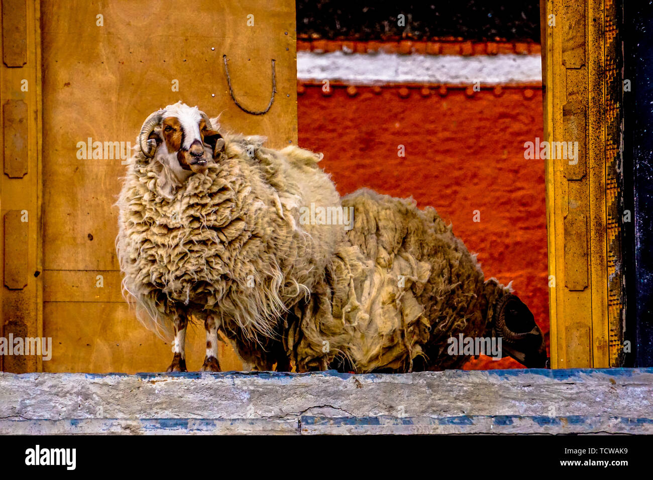 Old sheep at the temple under Mount Everest Stock Photo - Alamy