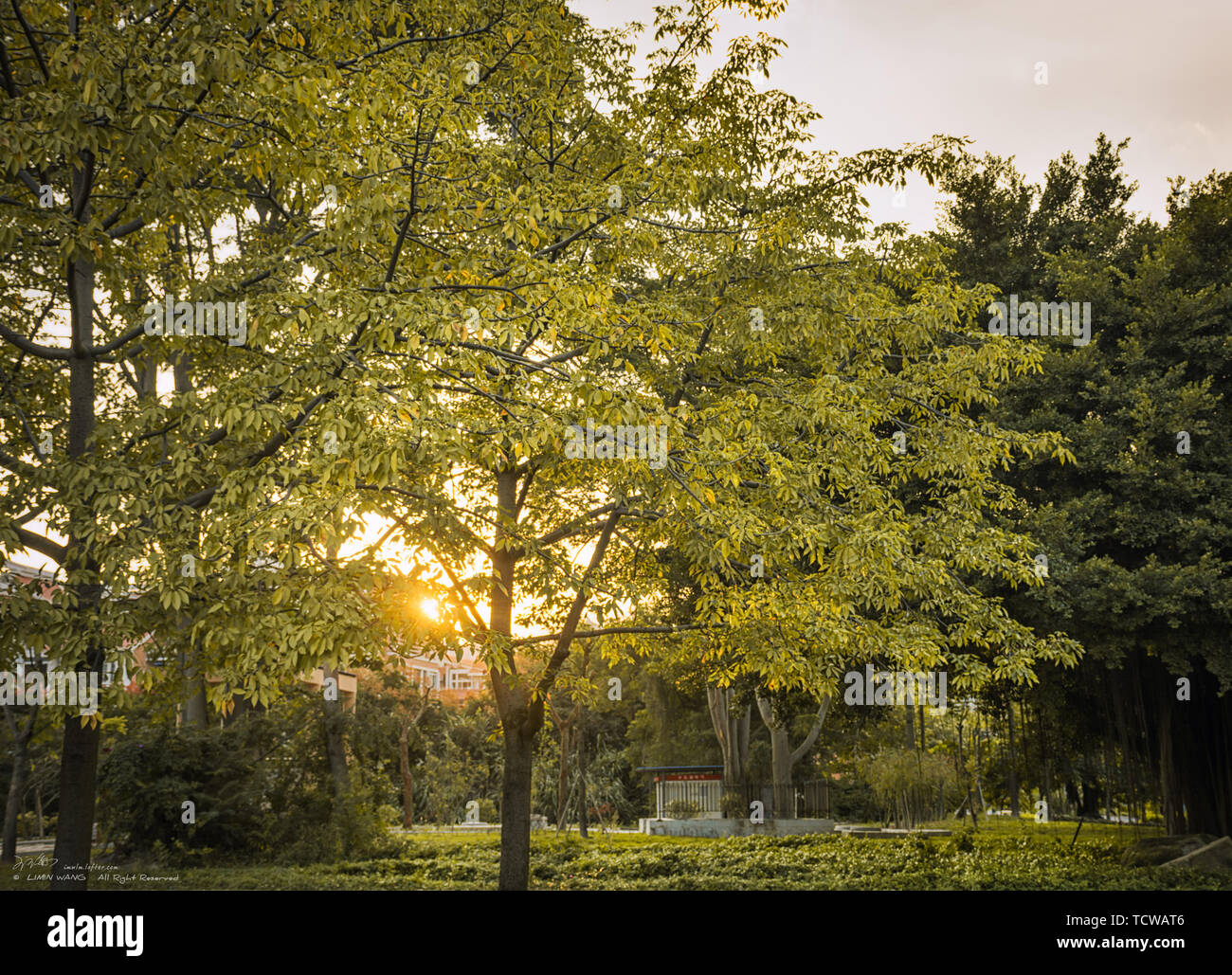 Tree Landscape. Autumn Park Park. No one leaves. Nature. Outdoors ...