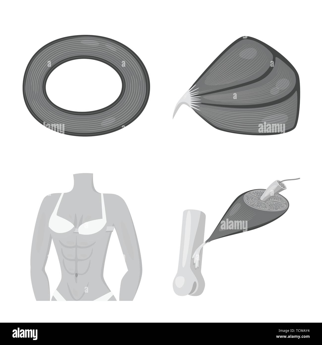 Vector illustration of human and body sign. Set of human and cells ...