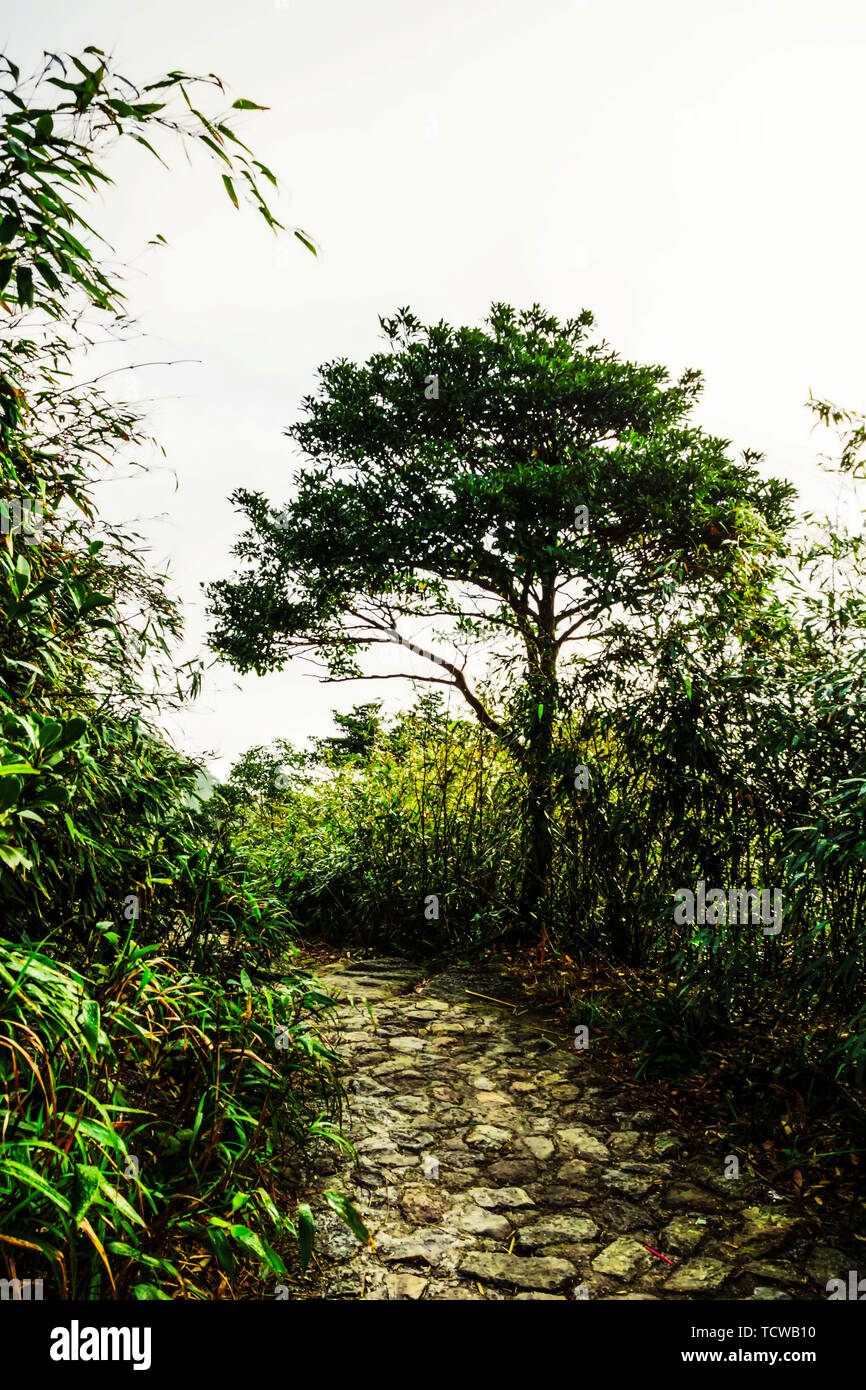 Luofu hi-res stock photography and images - Alamy