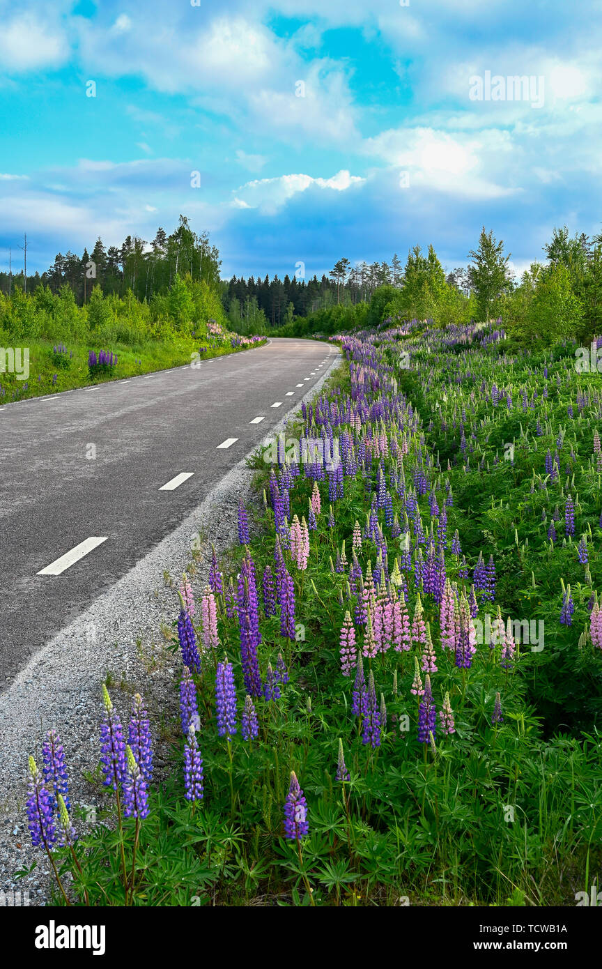 flower lupine near a road in Varmland Sweden june 2019 Stock Photo - Alamy