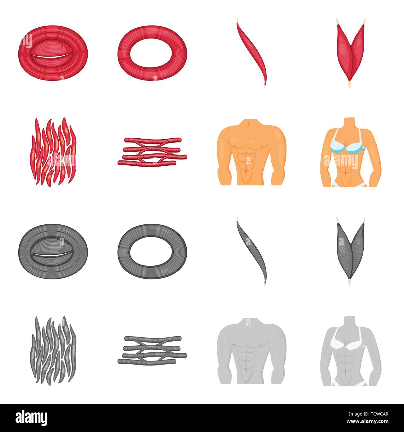 Vector design of fiber and muscular symbol. Collection of fiber and ...