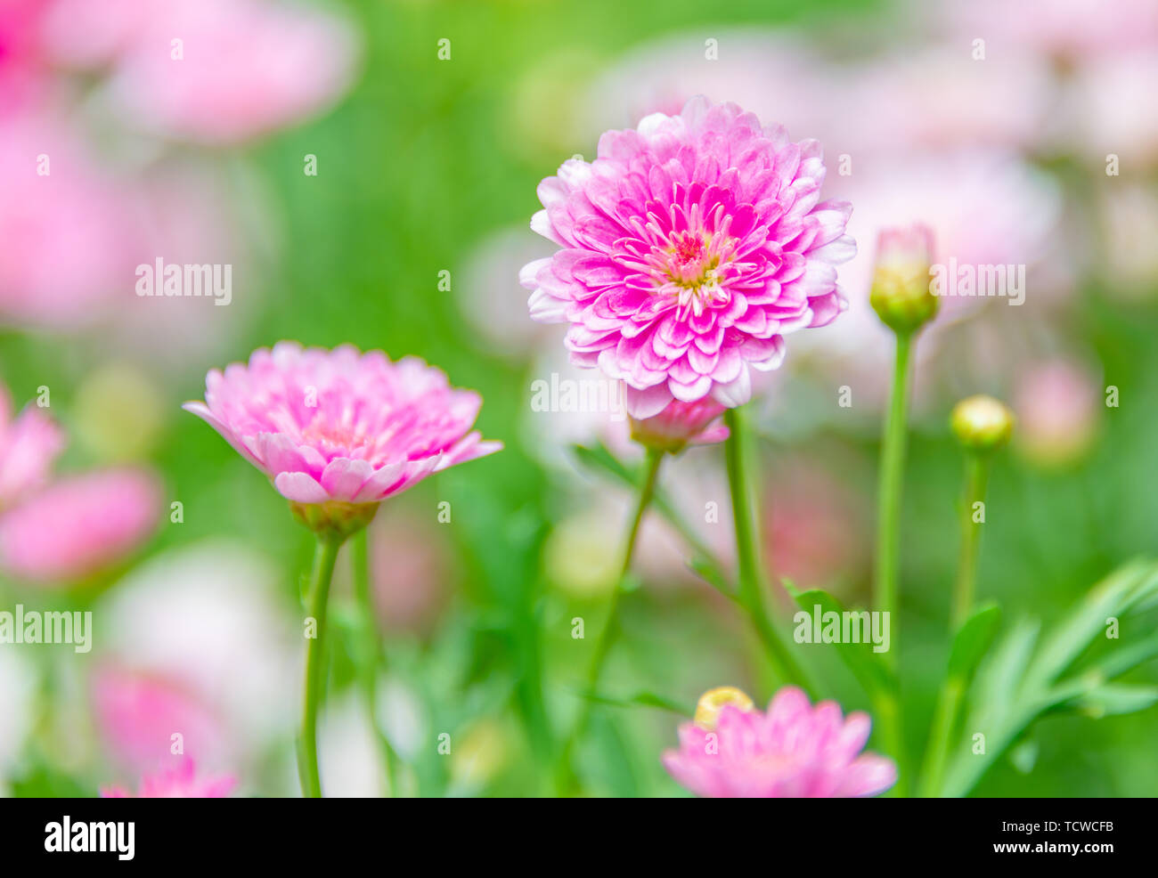 Margarita ornamental hi-res stock photography and images - Alamy