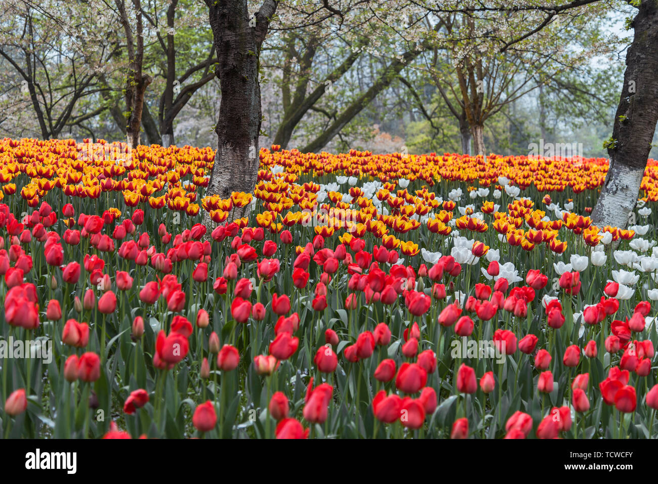 Spring Tulip blooming season in Prince Bay Park next to West Lake in ...