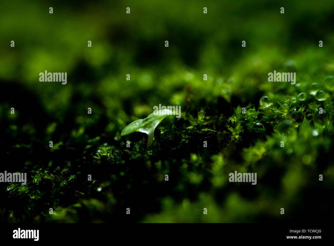 After the rain, moss, moss Stock Photo - Alamy
