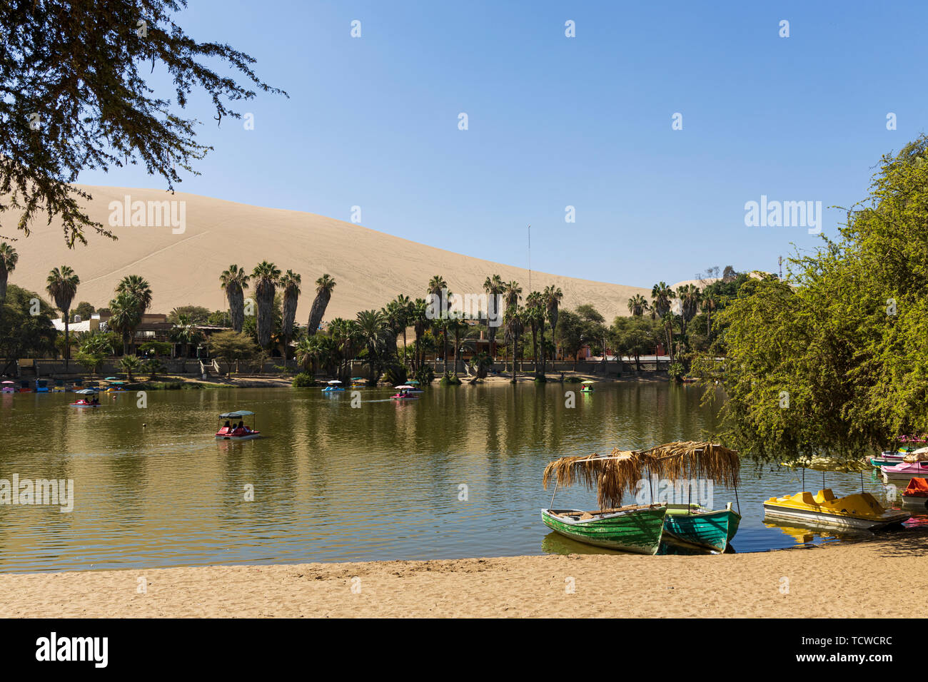 South american palm trees hi-res stock photography and images - Alamy