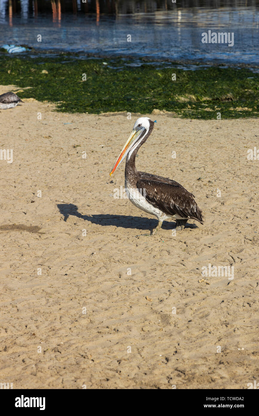 Peruvian Pelican, Pelecanus thagus, walking at the beach Paracas, Peru ...