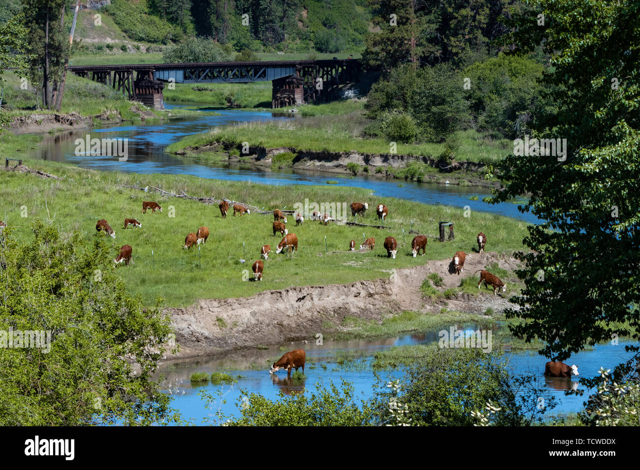 A herd of cattle grazing beside a stream in a valley pasture near the ...