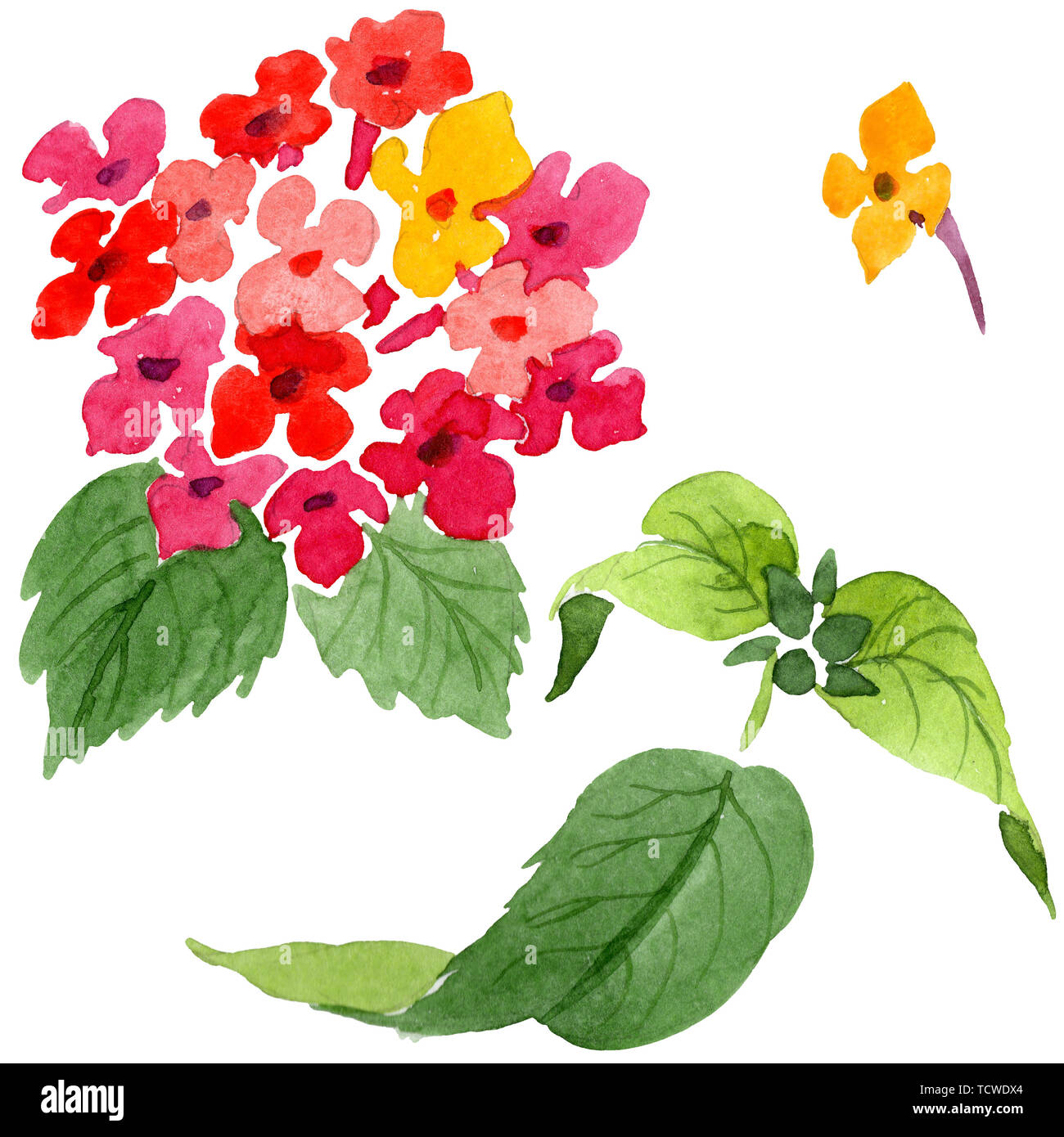 Red lantana floral botanical flowers. Wild spring leaf wildflower ...