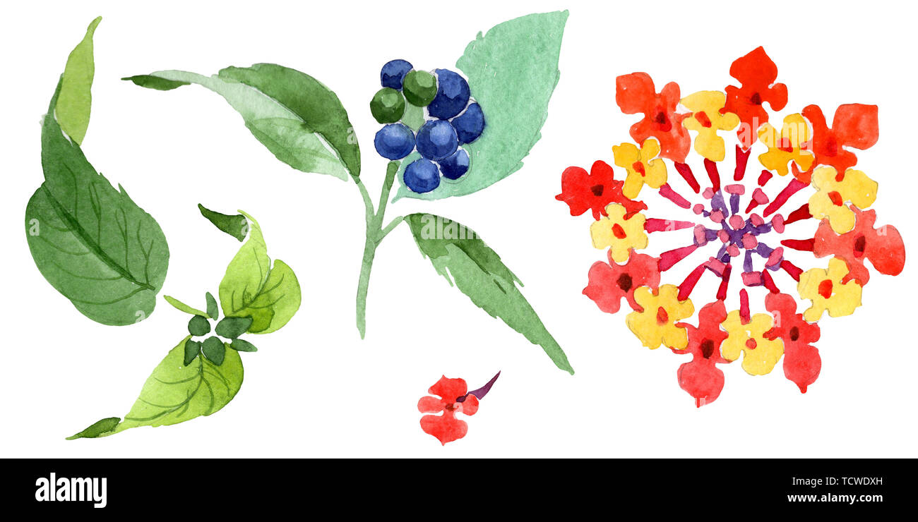 Red lantana floral botanical flowers. Wild spring leaf wildflower ...