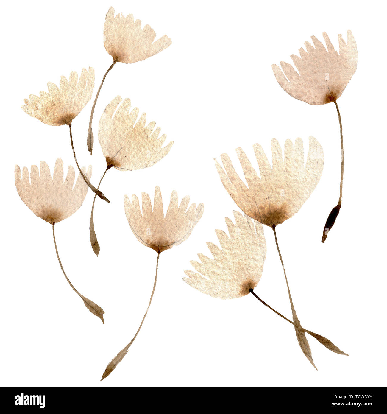 Dandelion blowball with seeds. Watercolor background illustration set ...