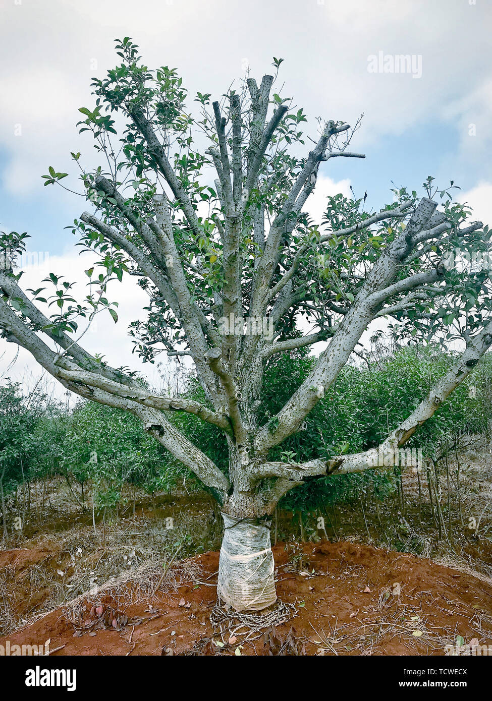 Transplant tree hi-res stock photography and images - Alamy