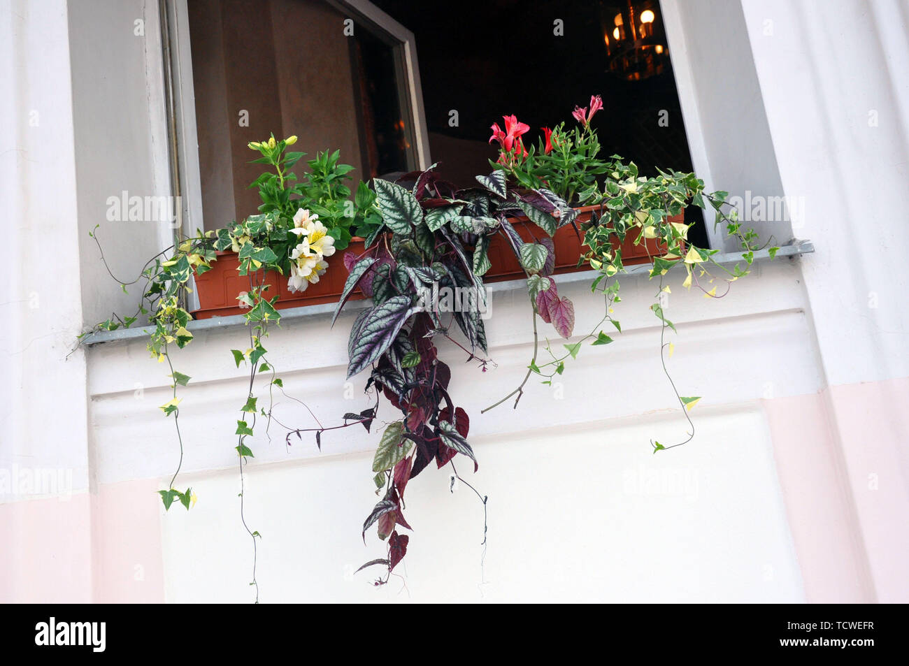 Window Flower box with beautiful blooming flowers. Decor and interior ...