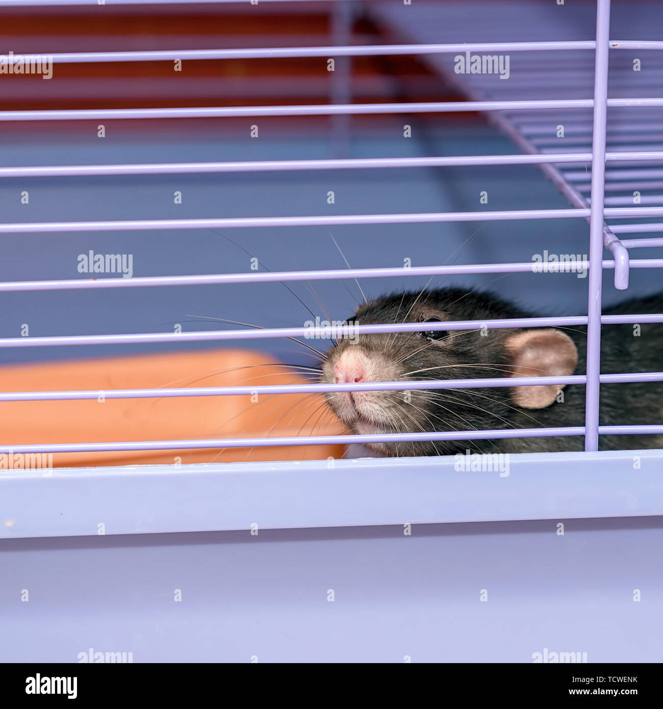 Lab rat cage hi-res stock photography and images - Alamy