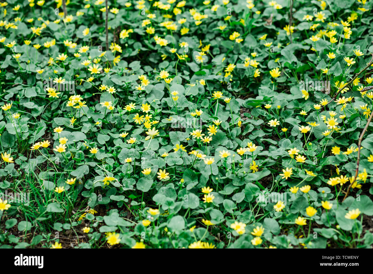 a green field with white wildflowers, texture Stock Photo - Alamy