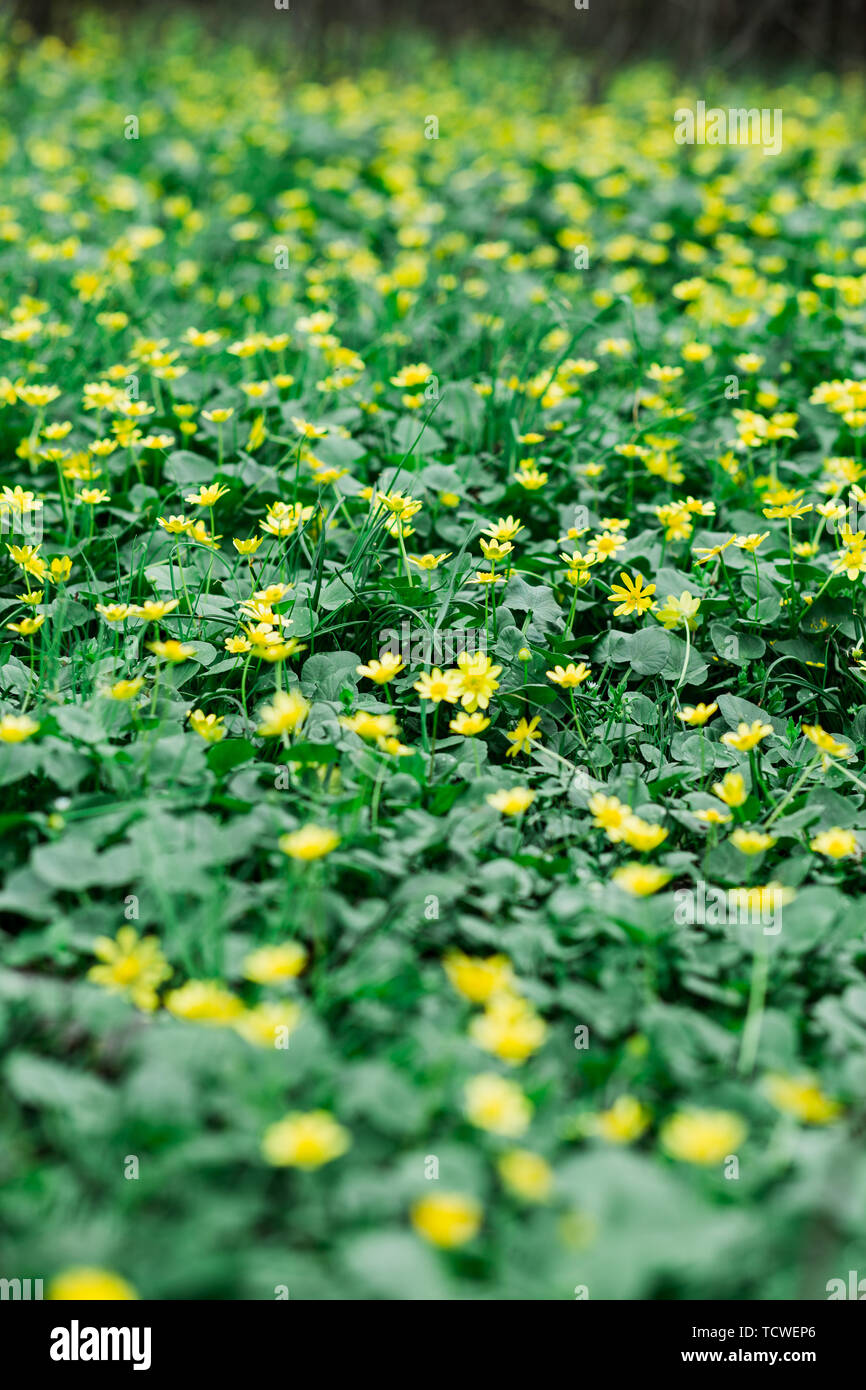 a green field with white wildflowers, texture Stock Photo - Alamy