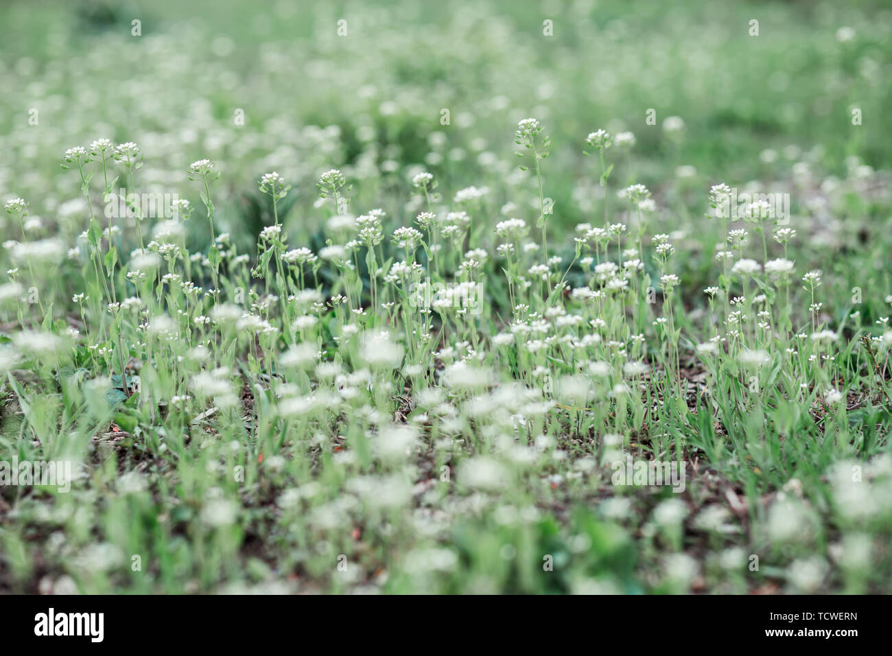 a green field with white wildflowers, texture Stock Photo - Alamy