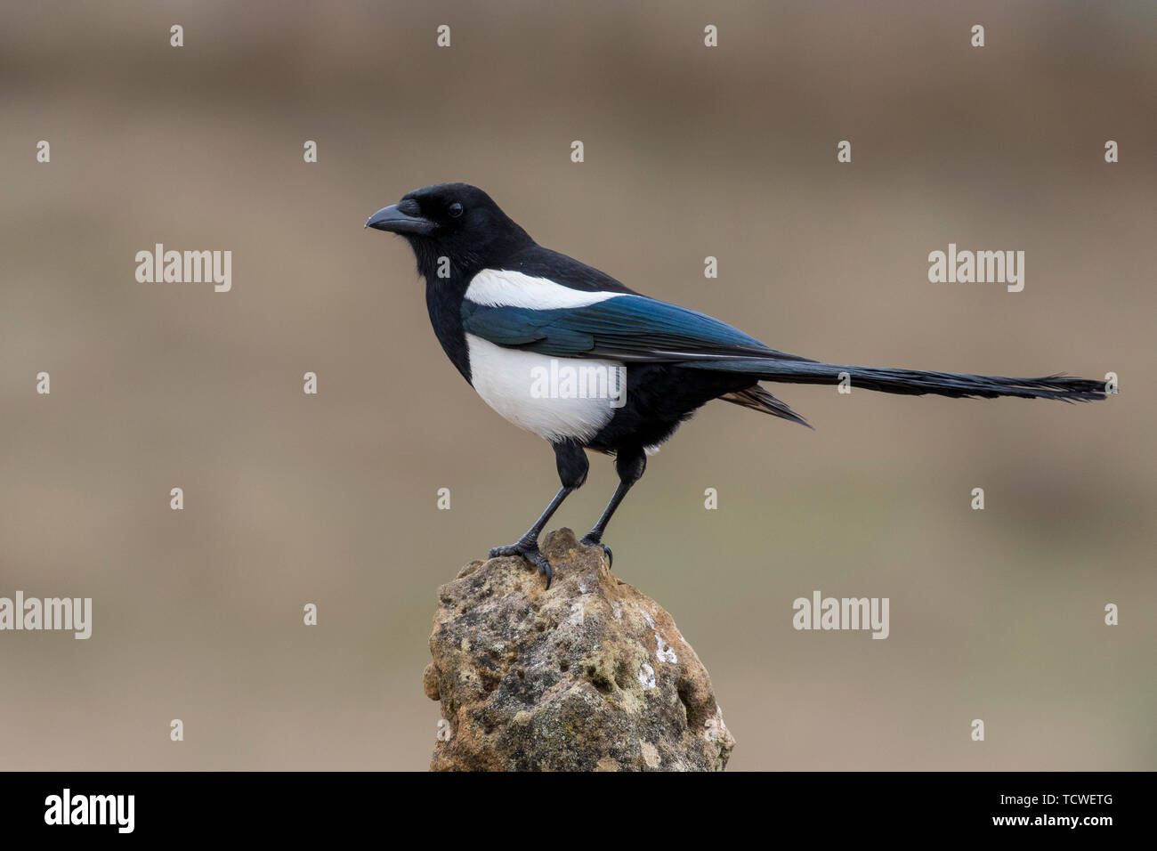 Magpie spread wings hi-res stock photography and images - Alamy