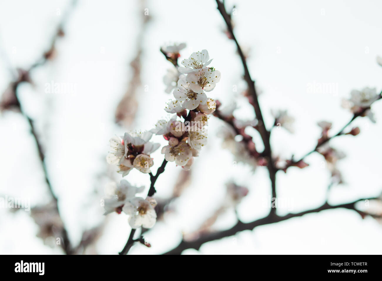 Beautiful flowering apricot tree in spring time in forest Stock Photo ...