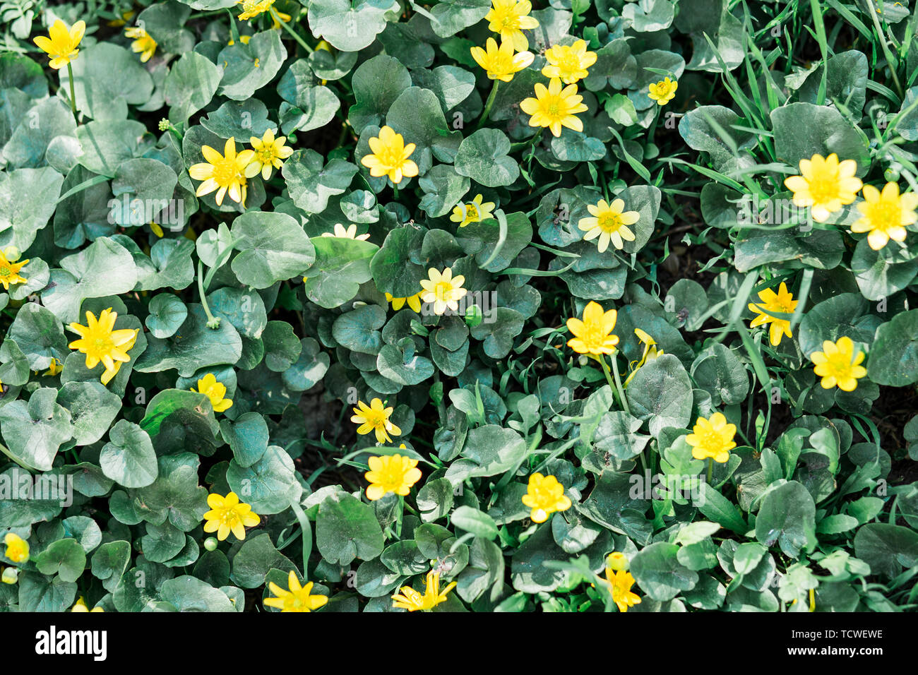 a green field with white wildflowers, texture Stock Photo - Alamy