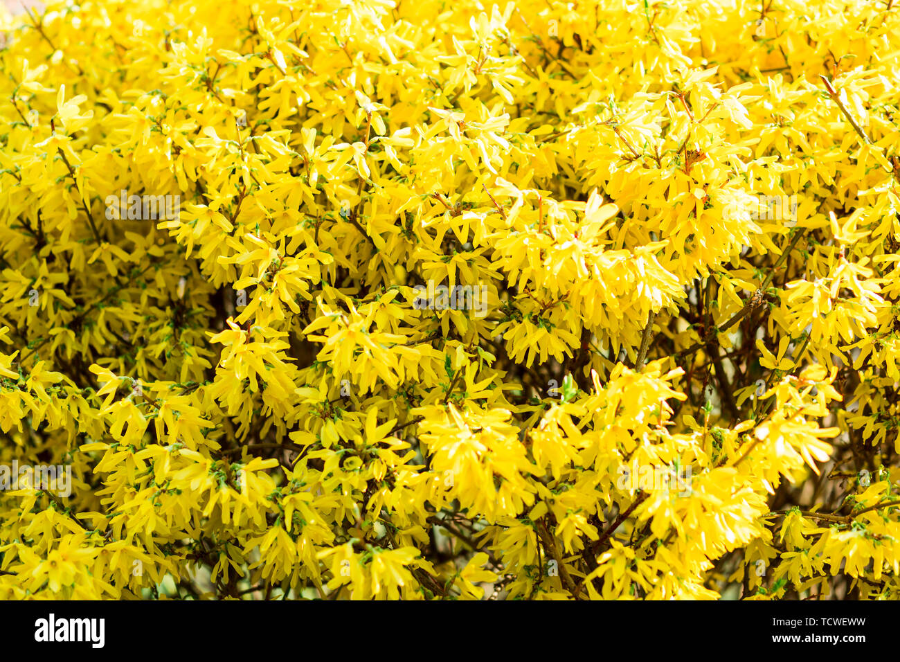 Evergreen garden shrub low spring hi-res stock photography and images ...