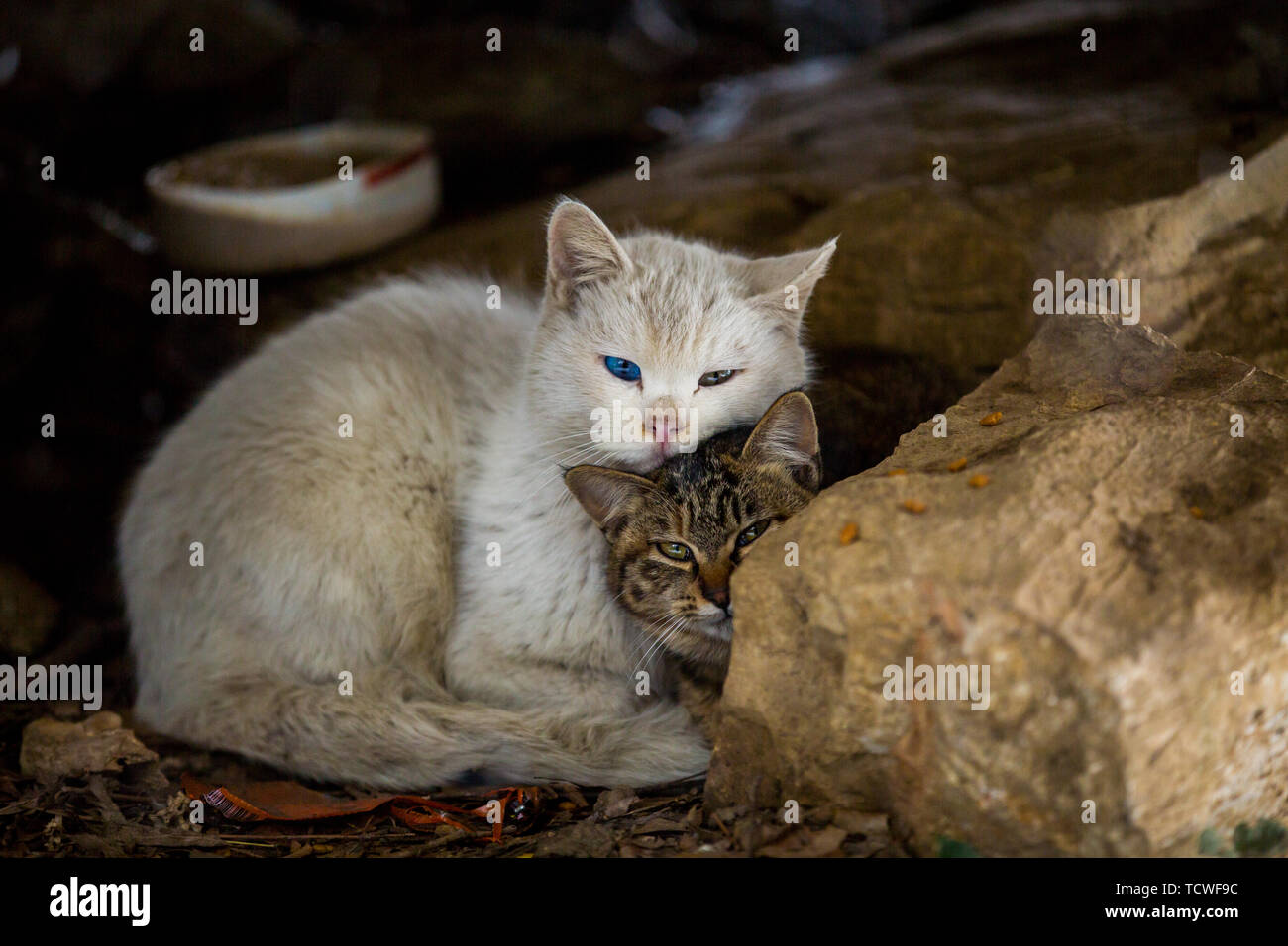 A wandering life Stock Photo - Alamy