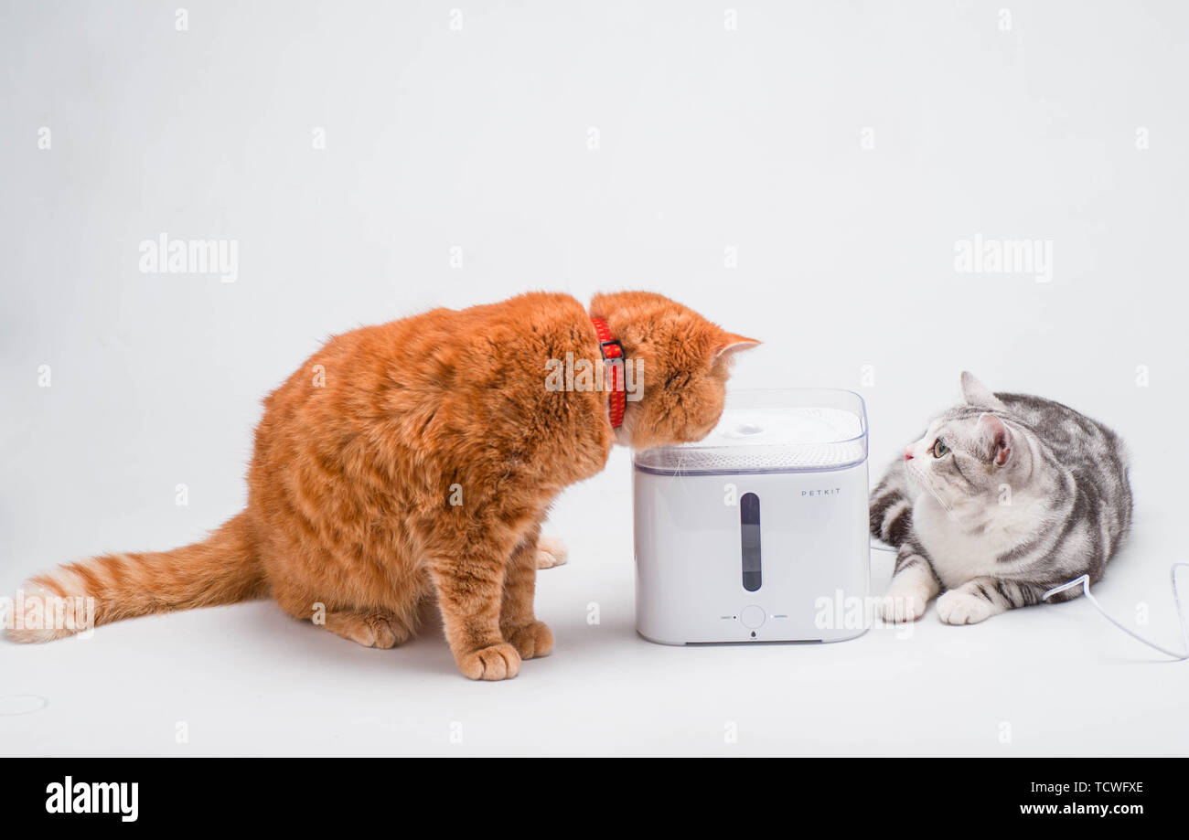 cat, pet, cat, animal, sprouting Stock Photo - Alamy