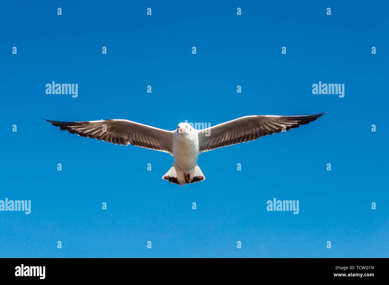 Erhai seagulls hi-res stock photography and images - Alamy