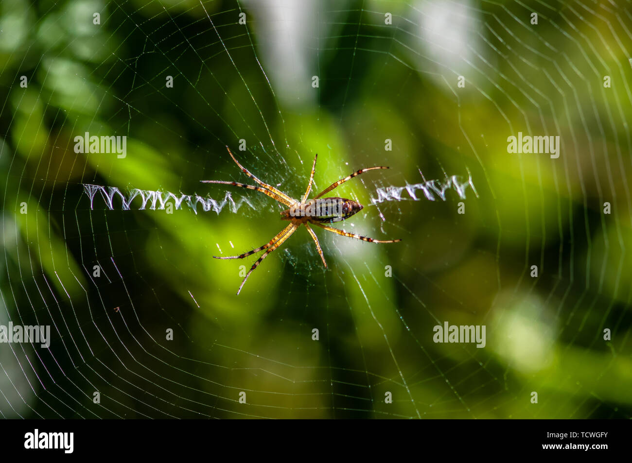 Spiders and webs Stock Photo - Alamy