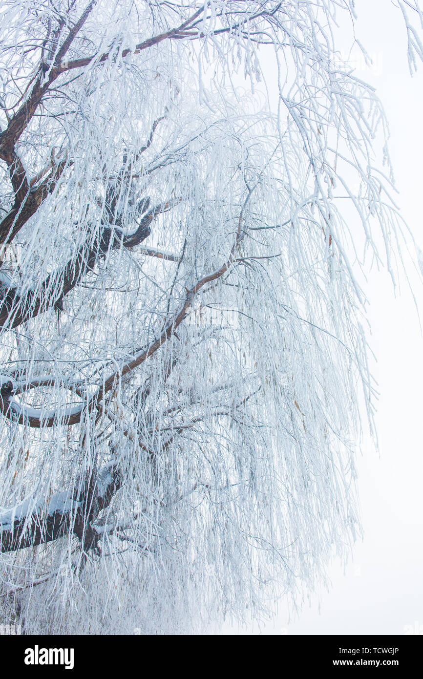 The heavy fog of the Songhua River in Jilin forms a beautiful rime ...