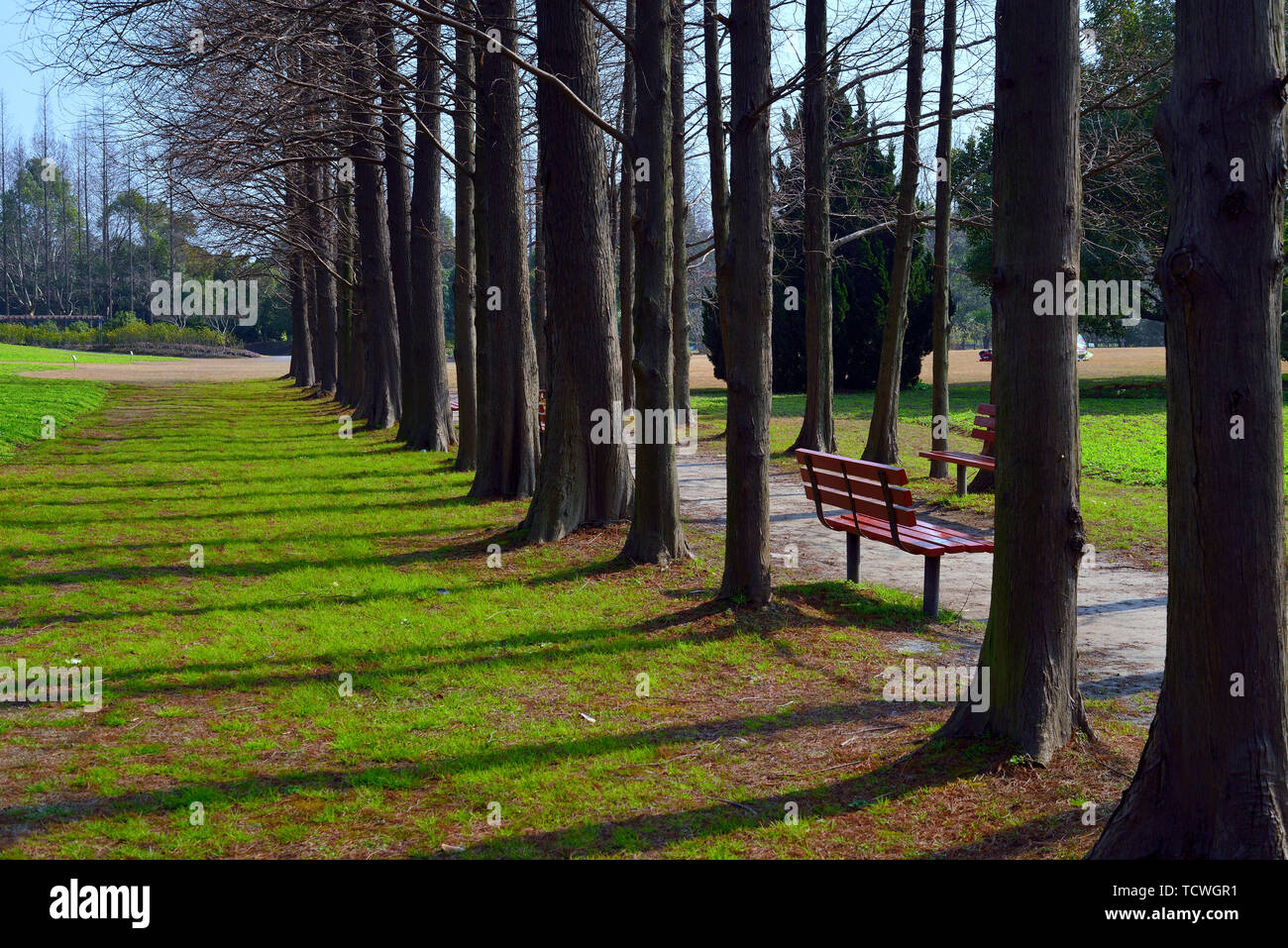 The woods, green spaces and benches of the park Stock Photo - Alamy