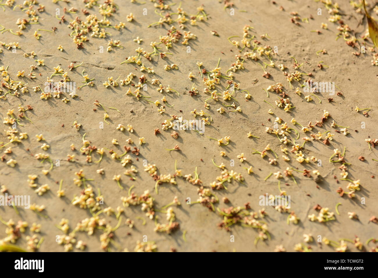 Silver osmanthus hi-res stock photography and images - Alamy