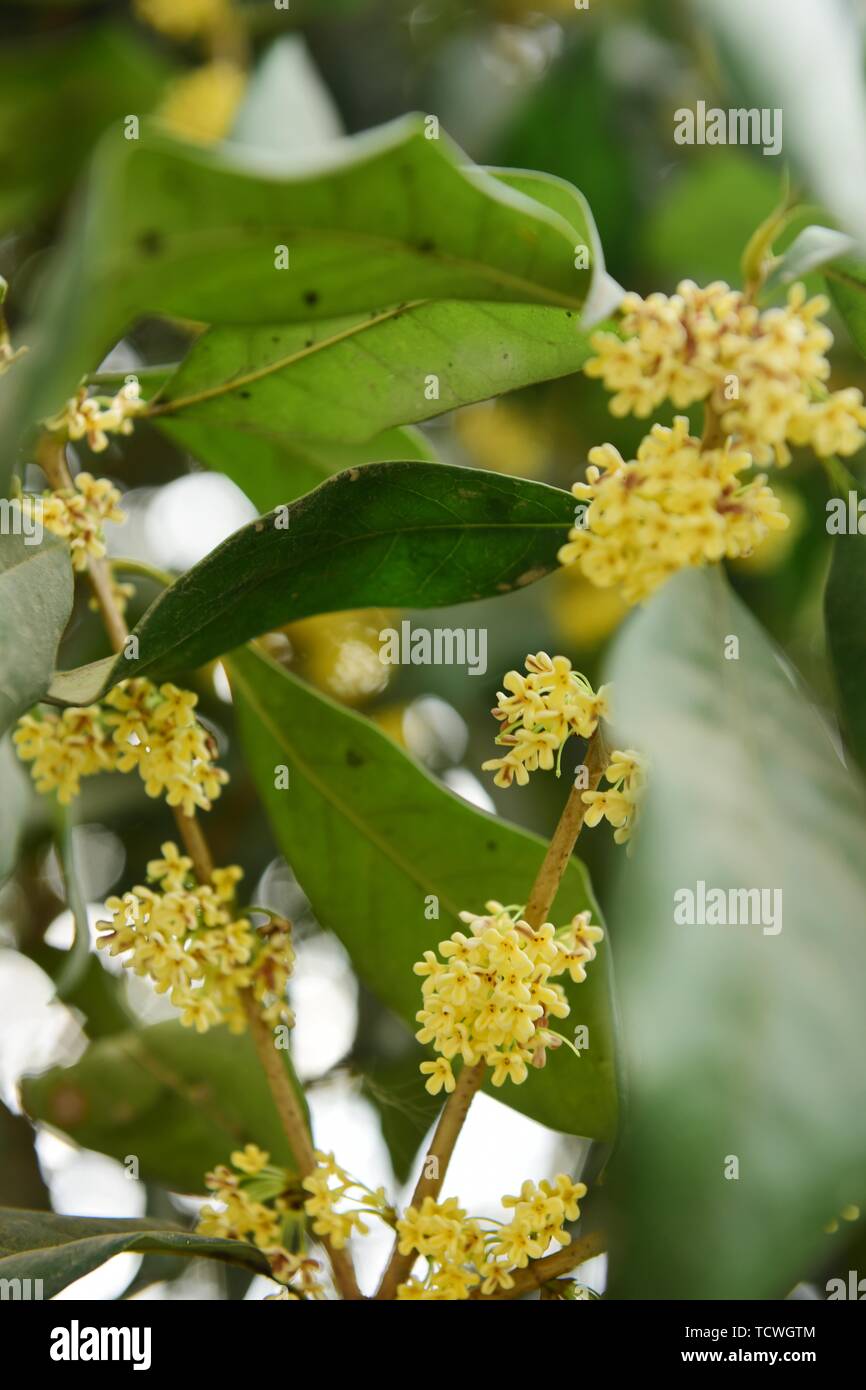 Silver osmanthus hi-res stock photography and images - Alamy