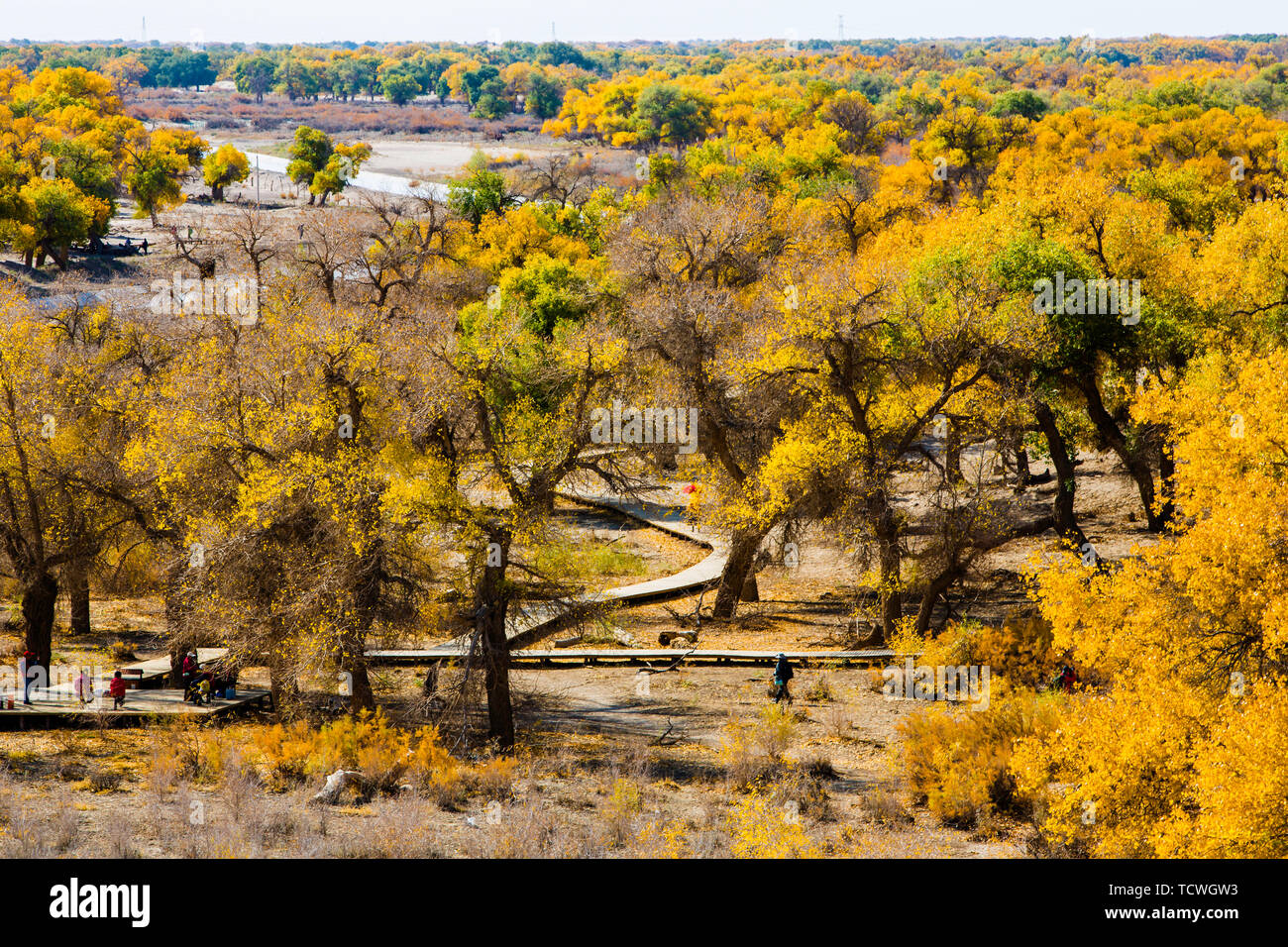 Hu Yang Lin, Ejina, Inner Mongolia Stock Photo - Alamy