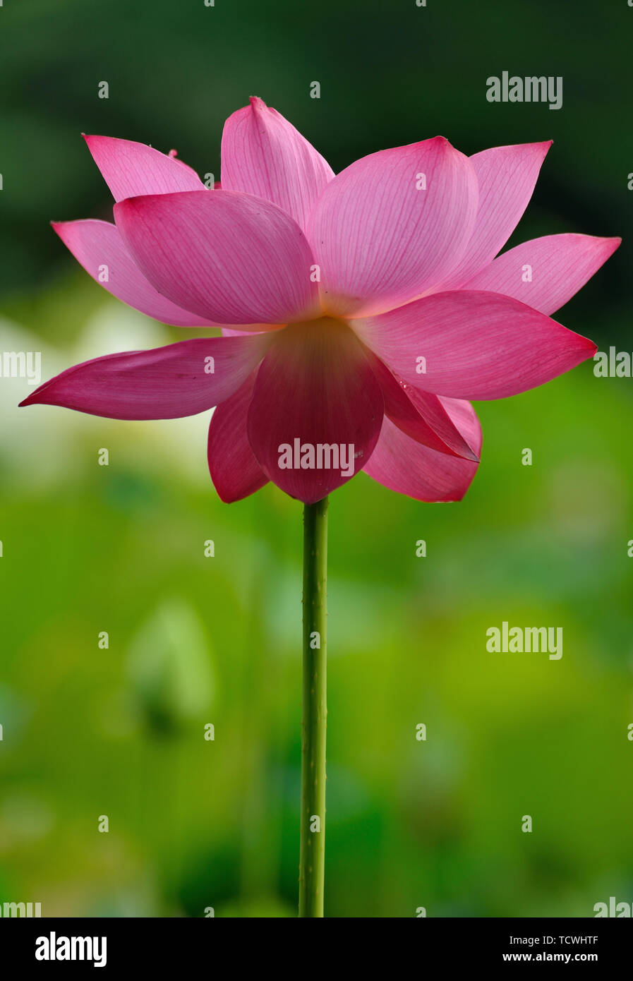 The lotus blossoms Stock Photo - Alamy
