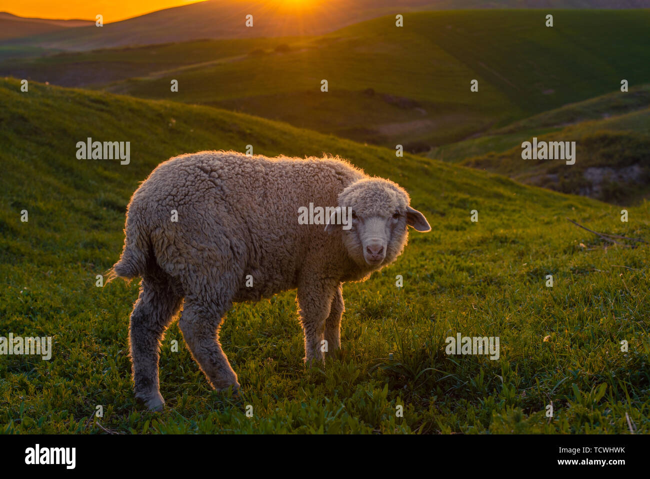 Close-up of sheep on the prairie Stock Photo - Alamy
