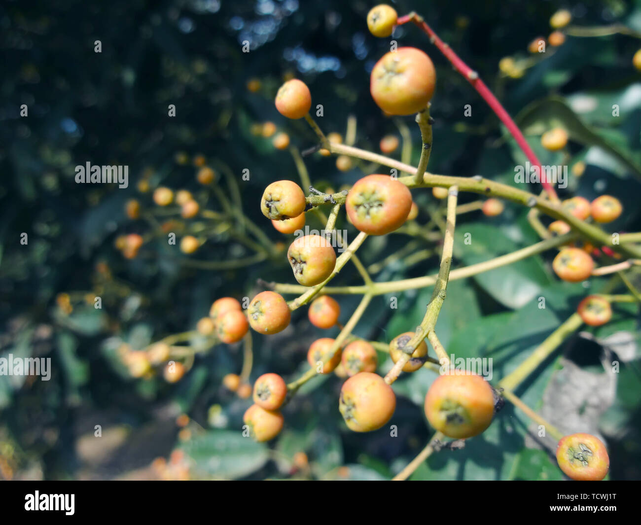 Grain planting fruit hi-res stock photography and images - Alamy