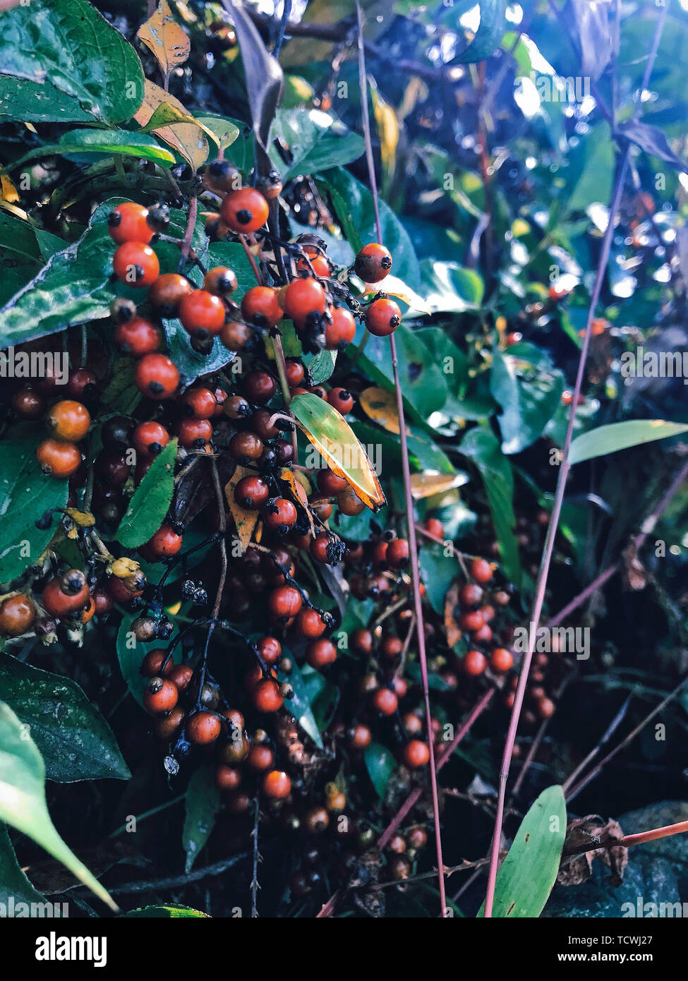 Red wild fruit Stock Photo - Alamy