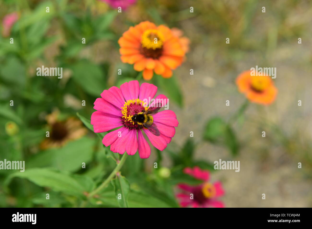High-definition pictures of flowers Stock Photo - Alamy