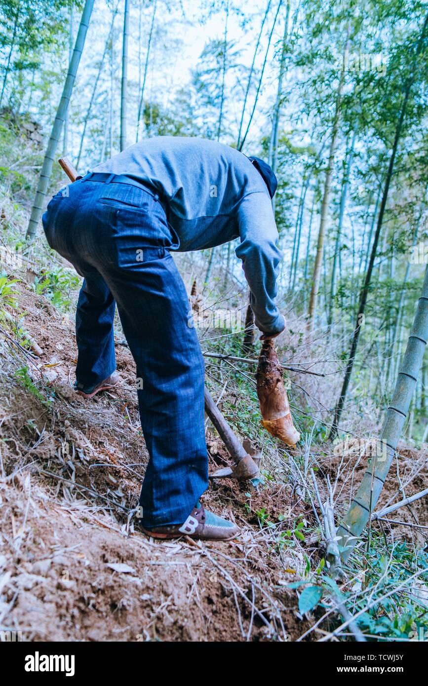 The old man dug up bamboo shoots Stock Photo - Alamy